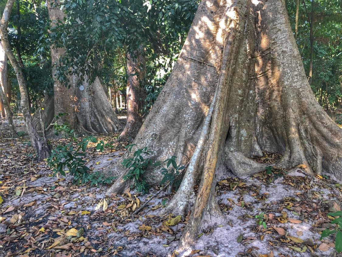 Giant Sakon Nakhon Kapok (Kayu) Trees | ต้นเชียงใหญ่