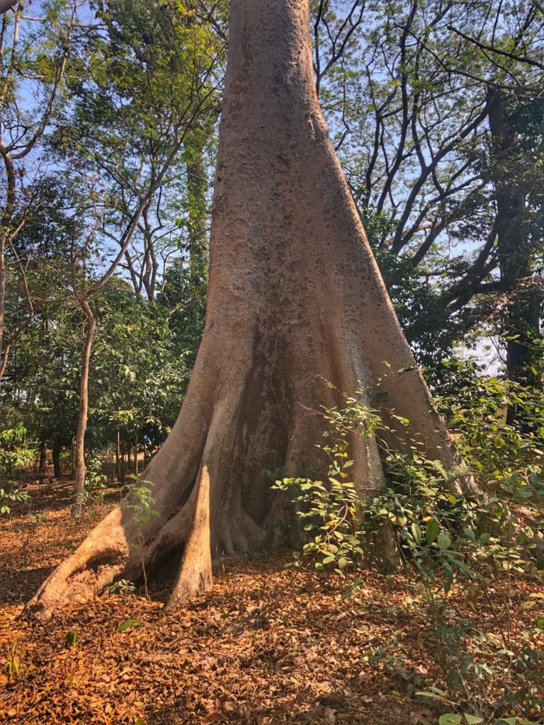 Giant Sakon Nakhon Kapok (Kayu) Trees | ต้นเชียงใหญ่
