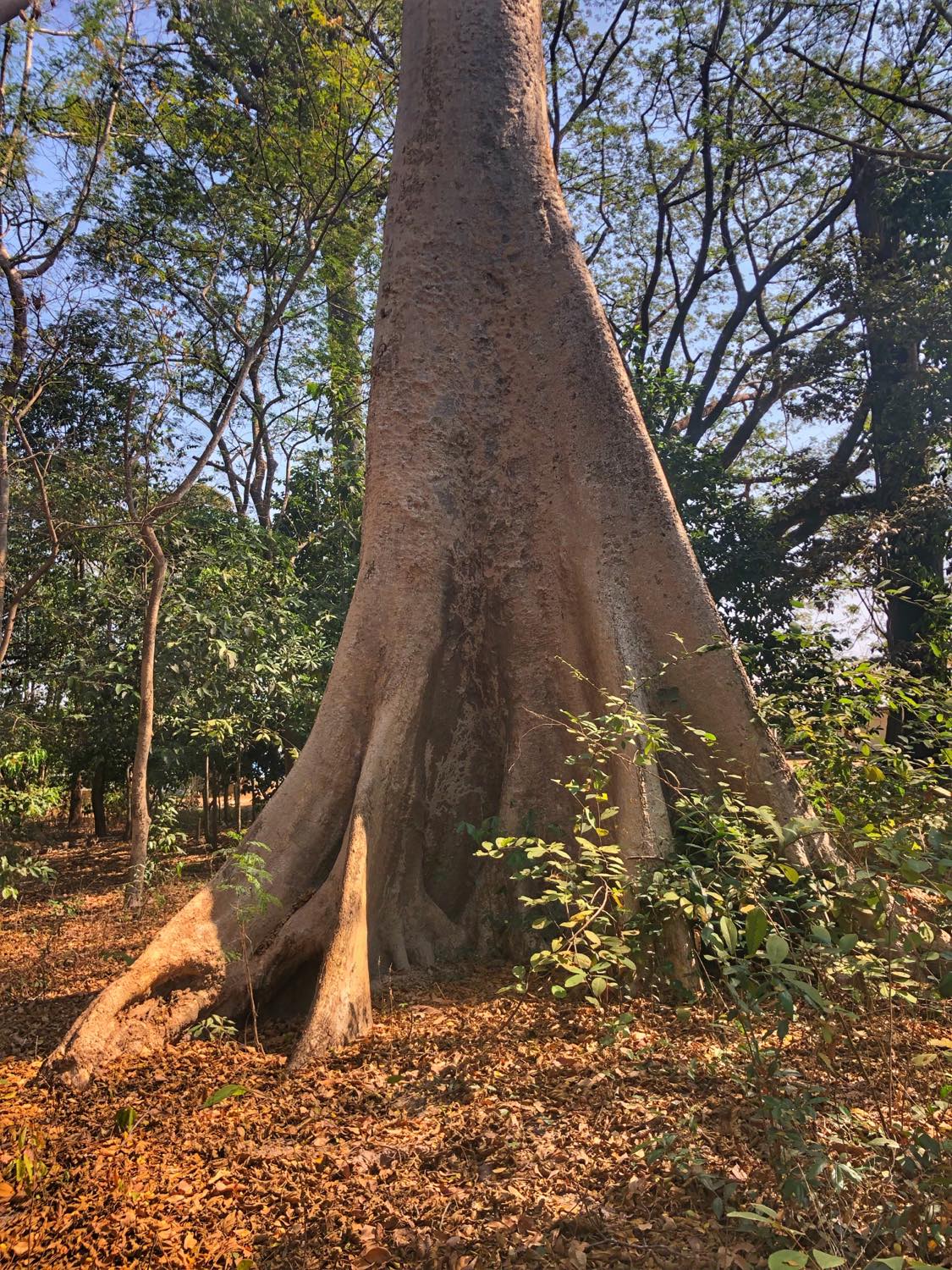 Giant Sakon Nakhon Kapok (Kayu) Trees | ต้นเชียงใหญ่
