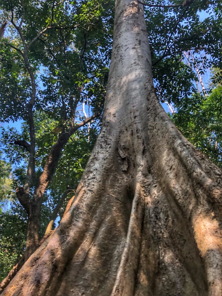 Giant Sakon Nakhon Kapok (Kayu) Trees | ต้นเชียงใหญ่