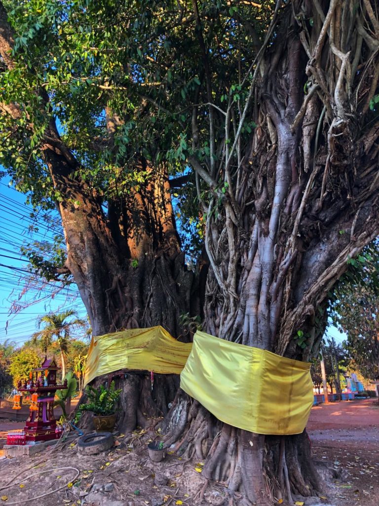 Sacred Bo Tree | Sakon Nakhon, Thailand | Holy Fig Tree