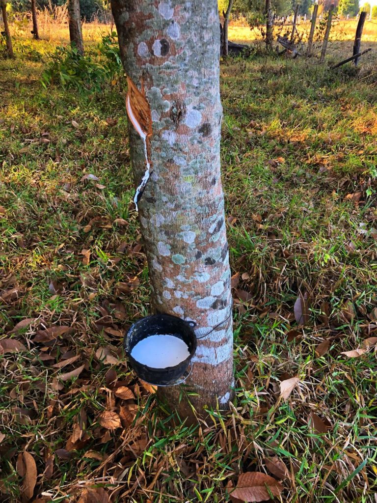 Sakon Nakhon Rubber Trees | Thailand