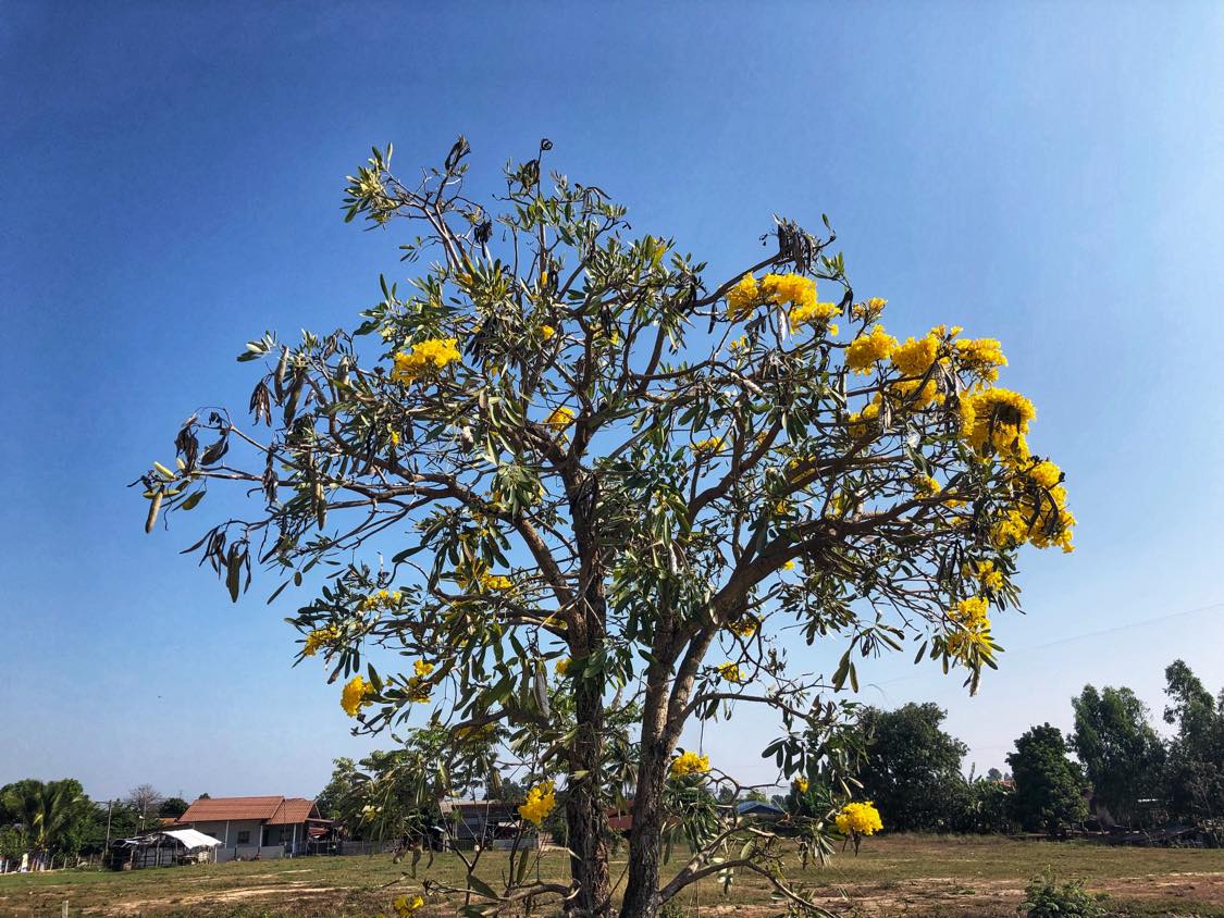 Sakon Nakhon in February | Valentine's Day | Thailand