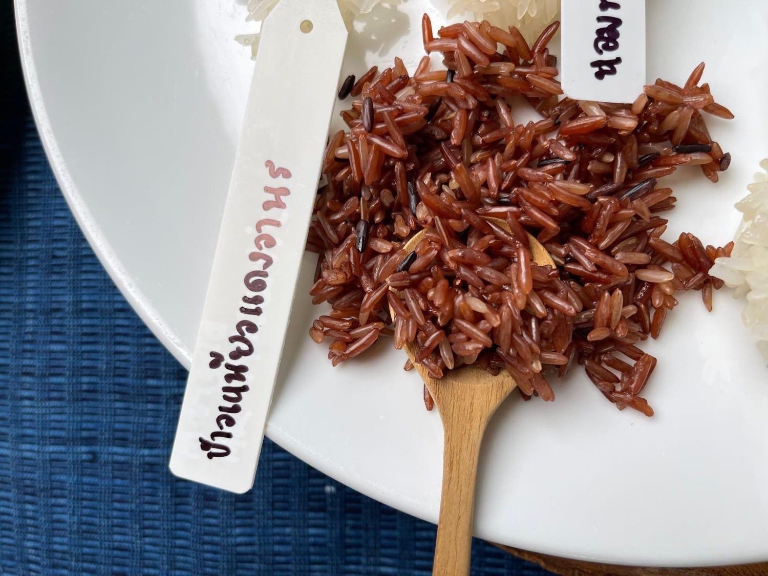 Sakon Nakhon Rice Tasting – The Best Rice in Thailand