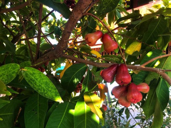 Thai Rose Apple (Chomphu): Taste, Uses & Benefits