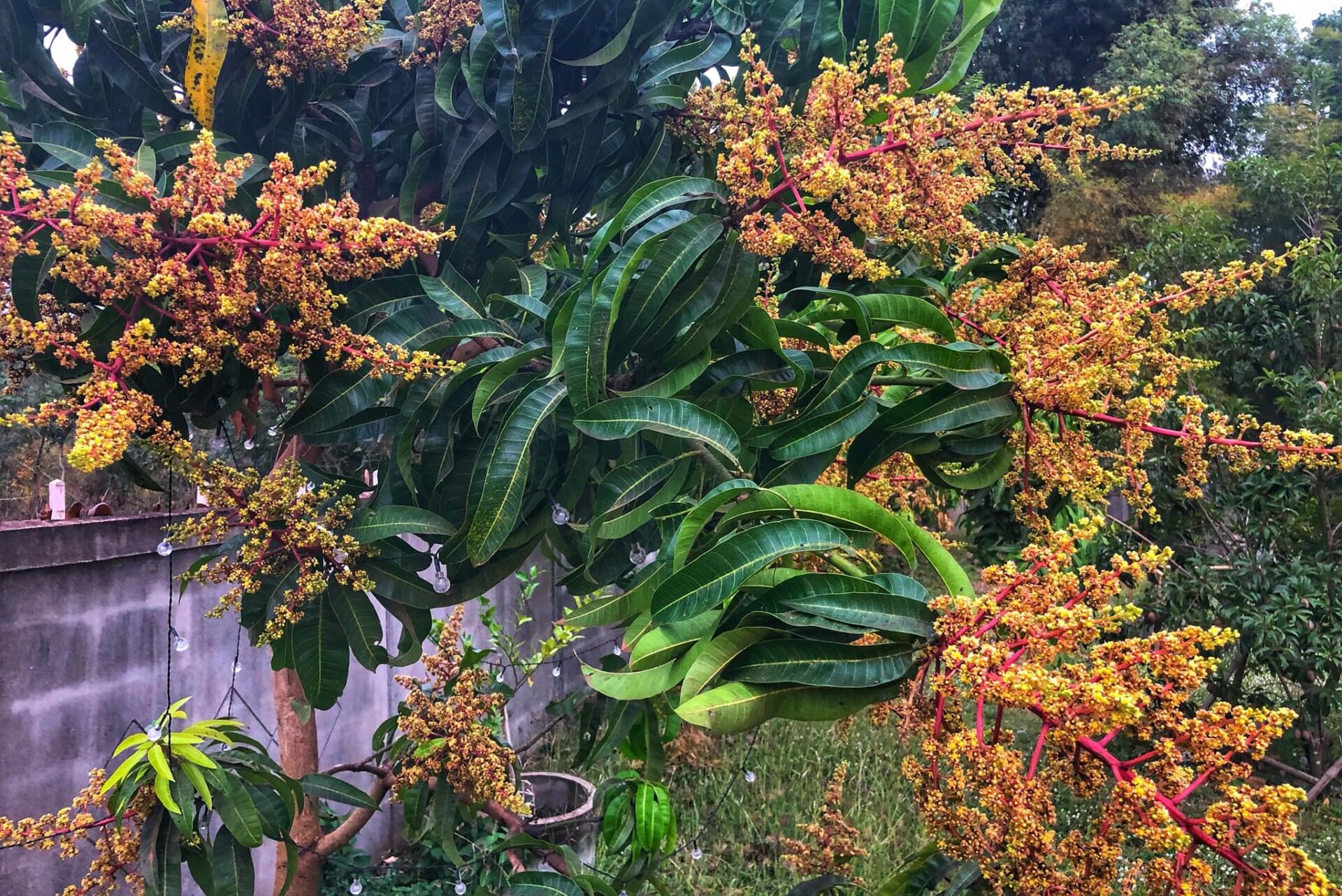 Thailand Mangoes: Amazing Benefits, Varieties, and Uses