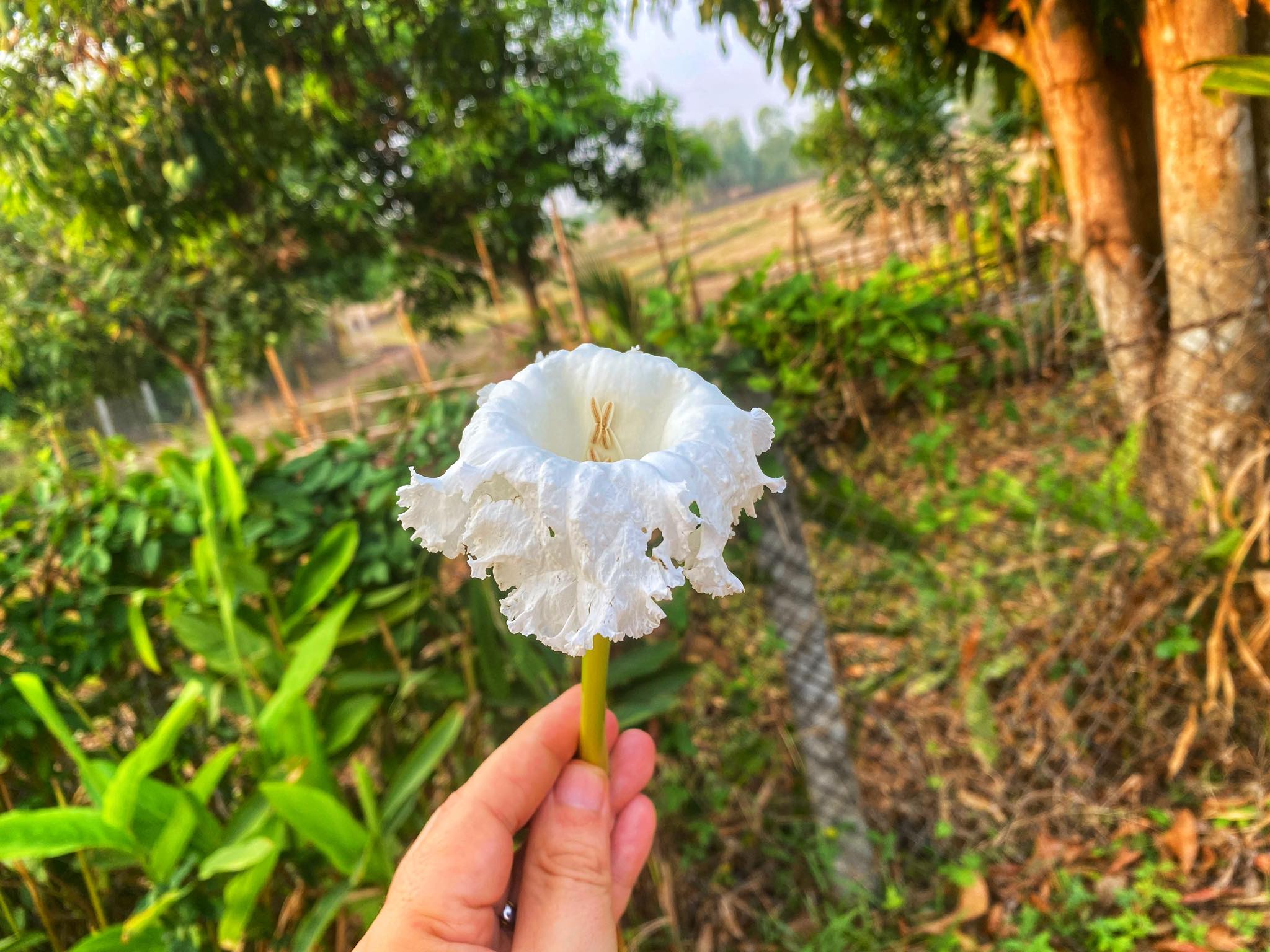 Thailand’s Auspicious White Trumpet Tree (Cana)