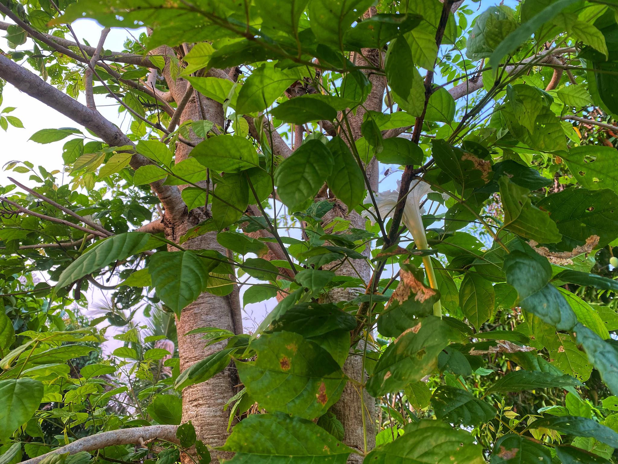 Thailand’s Auspicious White Trumpet Tree (Cana)
